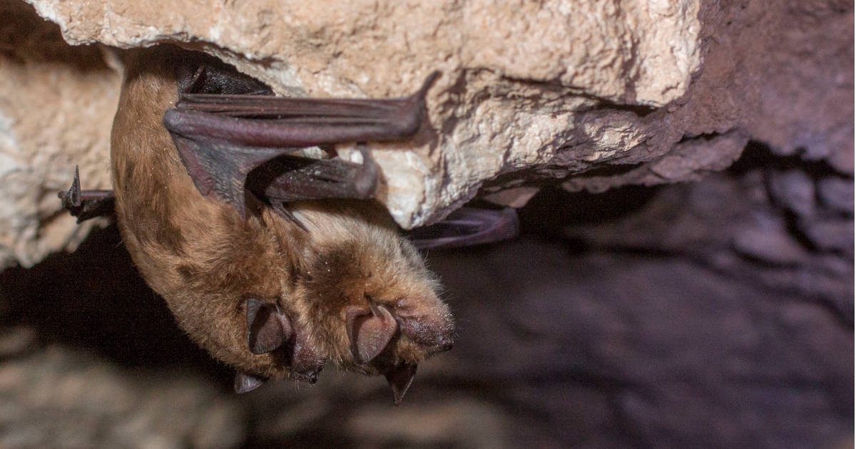 Non Discrimination and Anti Harassment Policy | Cave Research Foundation